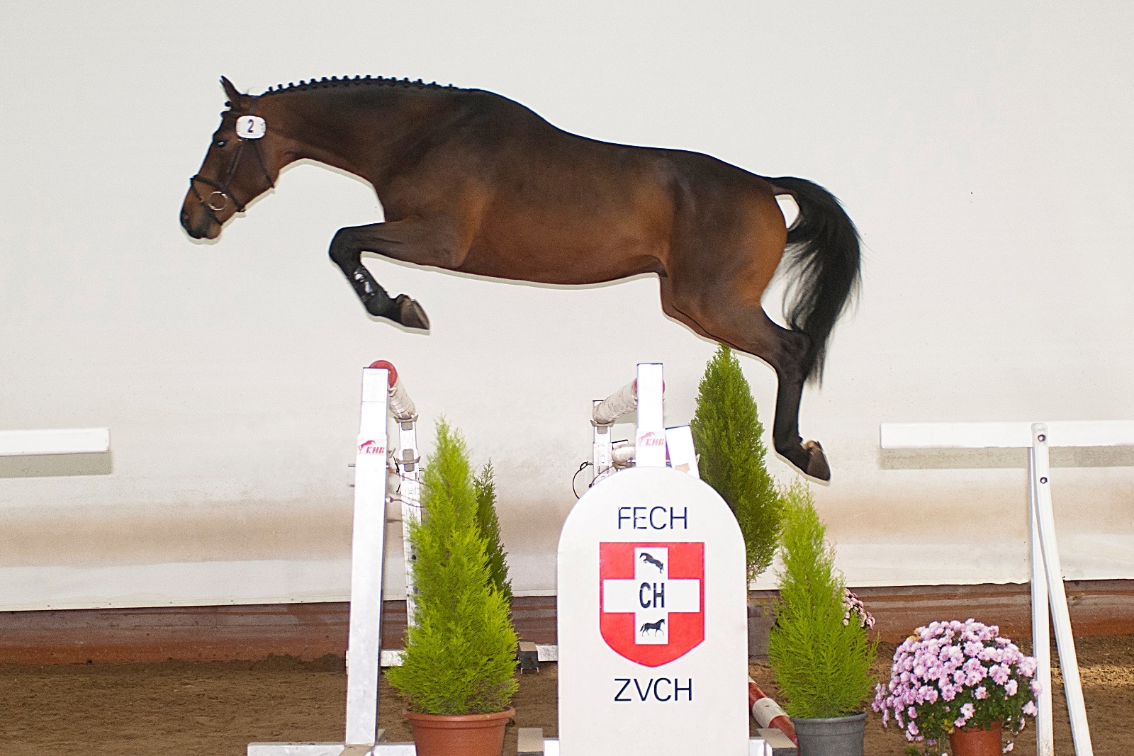 NIRMOO DE MUZE Z (Nabab de RÃªve x Ramiro Z) - Azienda Agricola San Martino